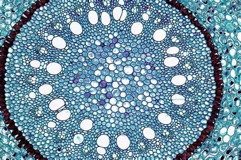 28 Facts About Endodermis