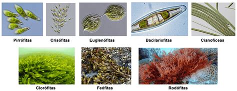Ejemplos De Algas Unicelulares Ejemplos De Algas Unicelulares