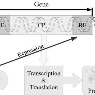 The Regulation System Download Scientific Diagram