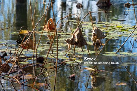 죽은 줄기와 신성한 연꽃 식물의 씨앗 꼬투리가있는 가을 연못 0명에 대한 스톡 사진 및 기타 이미지 Istock