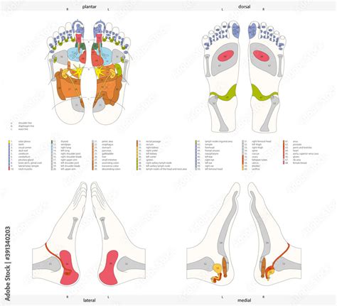 Foot Reflex Zones On The Human Body With English Lettering Stock