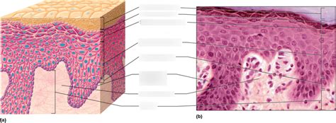 Epidermis Diagram Quizlet