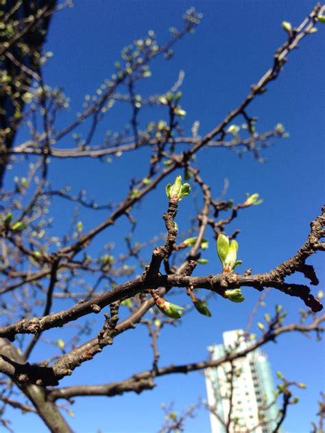 Budding Tree Spring Time Spring Tree Trees To Plant Tree Buds