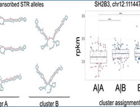 High Resolution Transcriptome Analysis With Long Read Rna Sequencing Rna Seq Blog