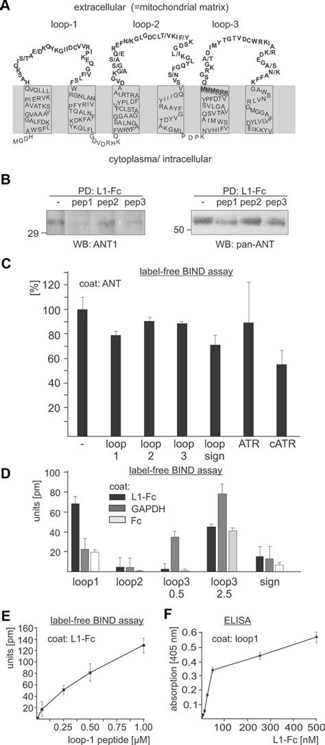 L1 Binds Directly To The First N Terminal Loop Of Ant A Schematic