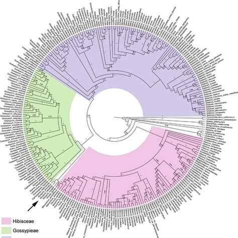 Ancestral State Estimation For Fruit Carpelmericarp Number In The