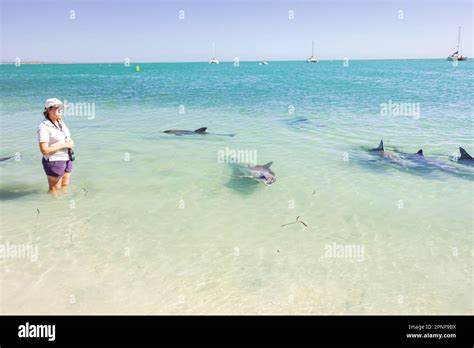 Marine Biologist Interacts With The Wild Dolphins That Coming Near The