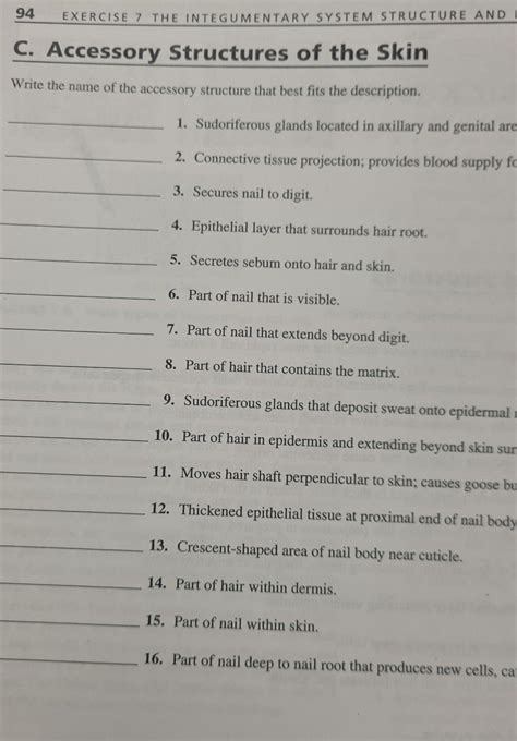 [solved] Exercise 7 The Integumentary System Stru