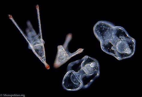 Echinoderms Two Echinopluteus Larvae Of A Sea Urchin Left And Two