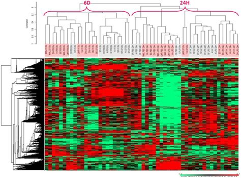 unsupervised hierarchical clustering heat map including all samples