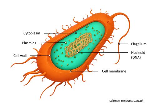 Science Resources Unicellular Organisms