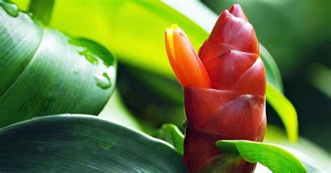 The Sex Life Of Ginger Columns