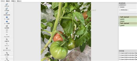【目标检测数据集】西红柿番茄成熟度检测640张3类别vocyolo格式西红柿成熟度检测数据集 Csdn博客