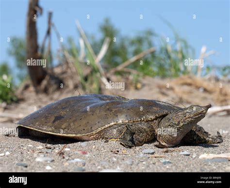 Spiny Softshell Turtle Hi Res Stock Photography And Images Alamy