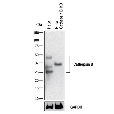 Human Cathepsin B Antibody Af953 Bio Techne