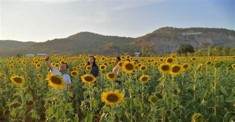 แกลเลอรีรูปภาพ ชมทุ่งทานตะวันบานสะพรั่งเมืองโบราณอู่ทอง