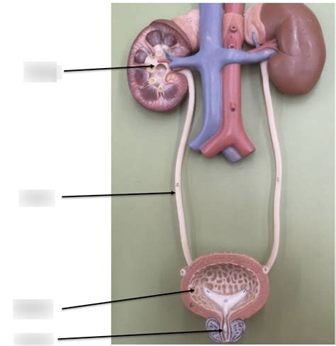 Bsc 216 Anatomy Lab Exam 3 Urinary System Diagram Quizlet