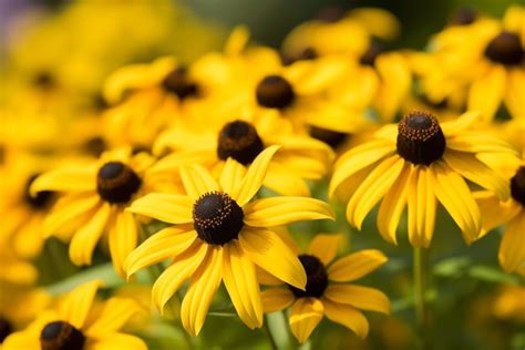 Black Eyed Susan Flower Meaning Symbolism And Spiritual Significance
