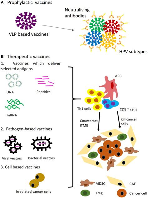 Frontiers Targeting Head And Neck Cancer By Vaccination