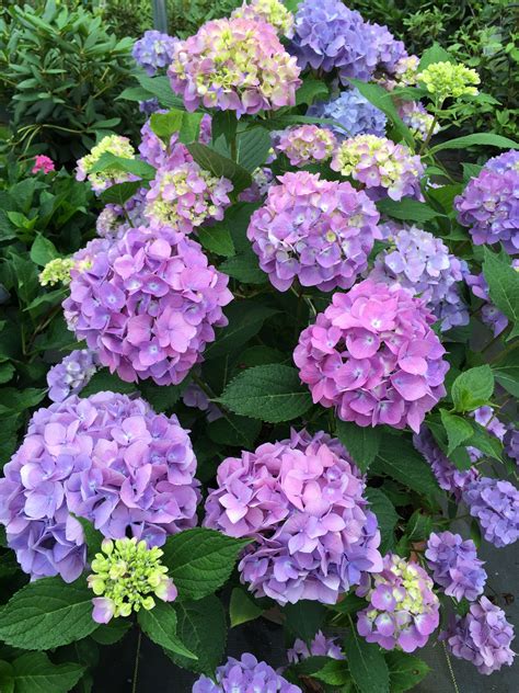 Propagating Hydrangeas From Cuttings Artofit