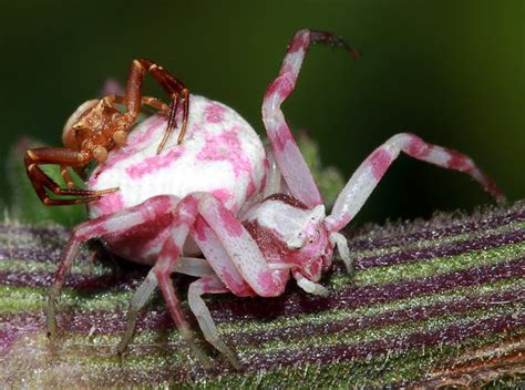Female Pink Crab Spider Thomisus Onustuswith Smaller Male Photo By
