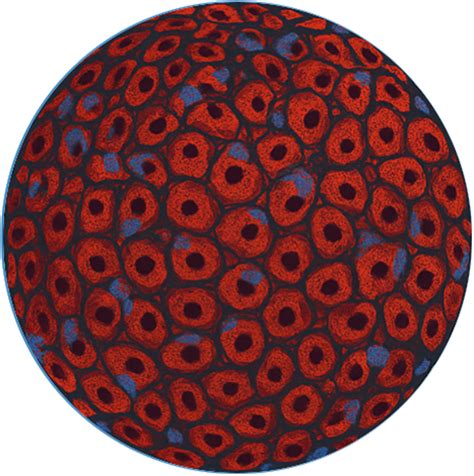 Namkind™ Liver Model Vivosim