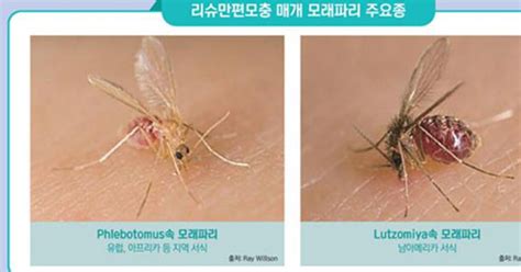 피부기생충 리슈만편모충증 2년 만에 해외유입 감염