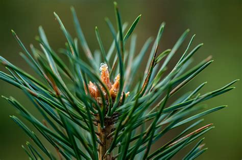 매크로 플로럴 배경 매크로 녹색 소나무 바늘 배경 소나무 콘과 녹색 소나무 바늘 아름다운 매크로 벽지 부드러운 초점 추상적 인 자연 패턴 0명에 대한 스톡 사진 및 기타