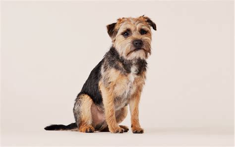 Border Terrier Dog Breed Video Border Terrier