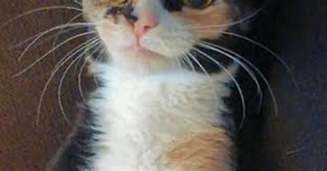 10 Minutes After Catnip For The First Time Imgur