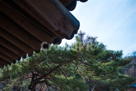 처마 소나무 하늘 전통가옥 한옥 사진이미지일러스트캘리그라피 Cj Photo작가