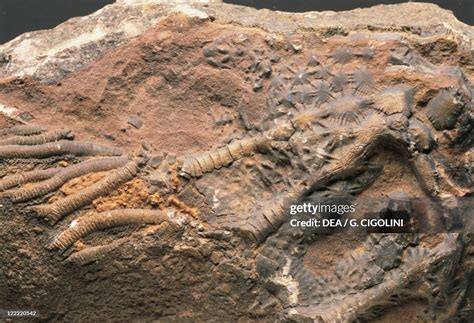 Fossils Deuterostomia Echinodermata Crinoidea Scyphocrinites