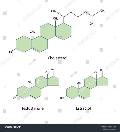 Cholesterol Fundamental Structural Component Sex Hormones Stock Illustration 2513468353