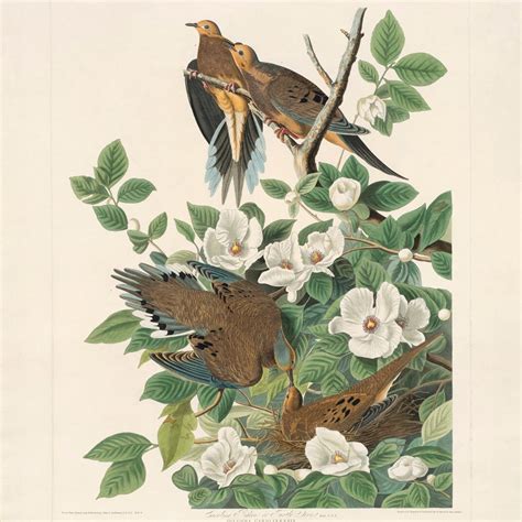 Audubon Prints Originals And Fine Art Princeton Audubon Prints