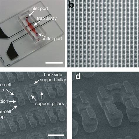 Microfluidic Device For Deformability Based Cell Pairing A Image Of Download Scientific