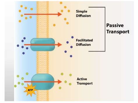 Diffusion Diffusion Pressure Diffusion Pressure Deficit Pptx