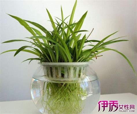 【水培吊兰养鱼】【图】水培吊兰养鱼可以吗 须注意以下5点3伊秀花草