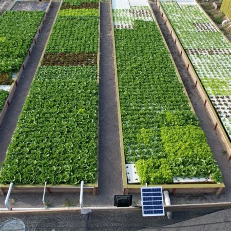 Floating Raft Aquaponic Dwc Water Culture System Greenhouse And