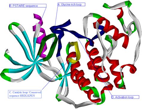 Cartoon Representing Structure Of Full Length CDK Figure Download Scientific Diagram
