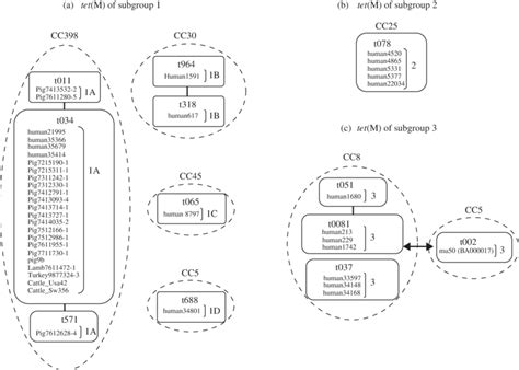 Cc Spa Type Clustering Versus Different Tetm Sequence Types In S