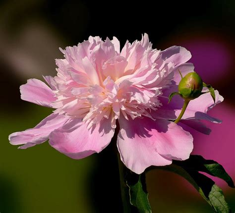 Цветы на любой вкус. Обсуждение на LiveInternet - Российский Сервис ...