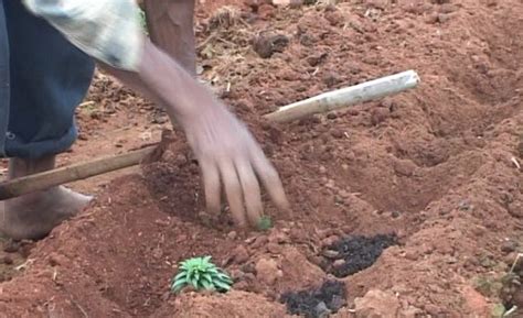 Soil Testing A Tool For Better Productivity The News Himachal