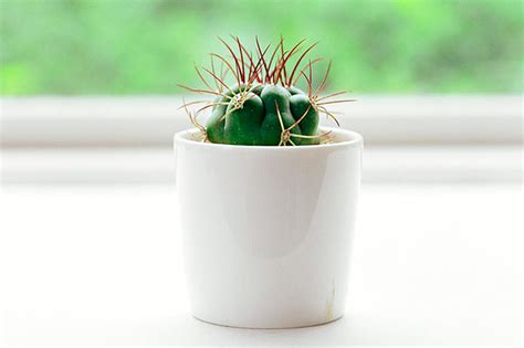 ТОП 10 самых востребованных комнатных цветов