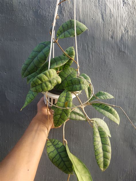 Hoya Callistophylla – Giant Tropical Nursery