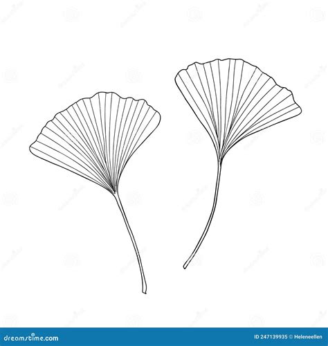 Fresh Ginkgo Leaves Black And White Outline Hand Drawn Vector Illustration Floral Medicinal