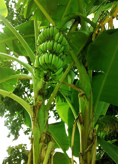 Banana Tree Wallpaper Hd 4k Desktop