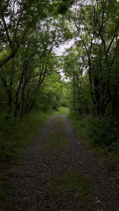 იდუმალებით აღსავსე ტყე 1 Gorilla Vlog ბუნება ლაშქრობა Travel Camping Forest გართობა