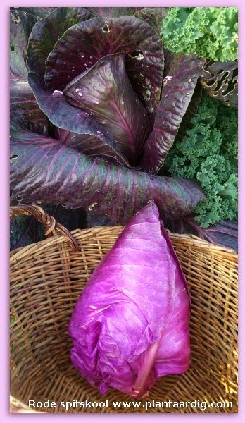 Rode Spitskool Is Vooral Een Spitskool En Minder Een Rode Sluitkool