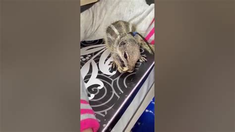 سنجاب صغير Animalshorts Animals Funnyvideo Youtube