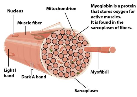 Define The Following Structure Muscle Muscle Fibre Myofibril